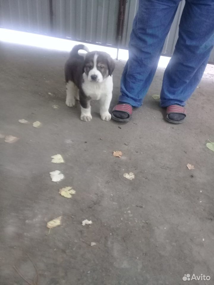 Щенки алабая мальчик и девочка