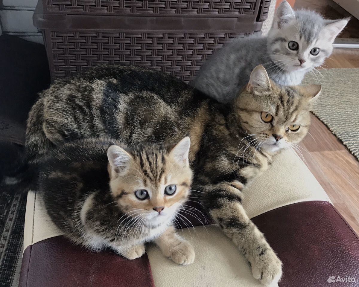 Чистокровные котята «Скоттиш-Страйт»