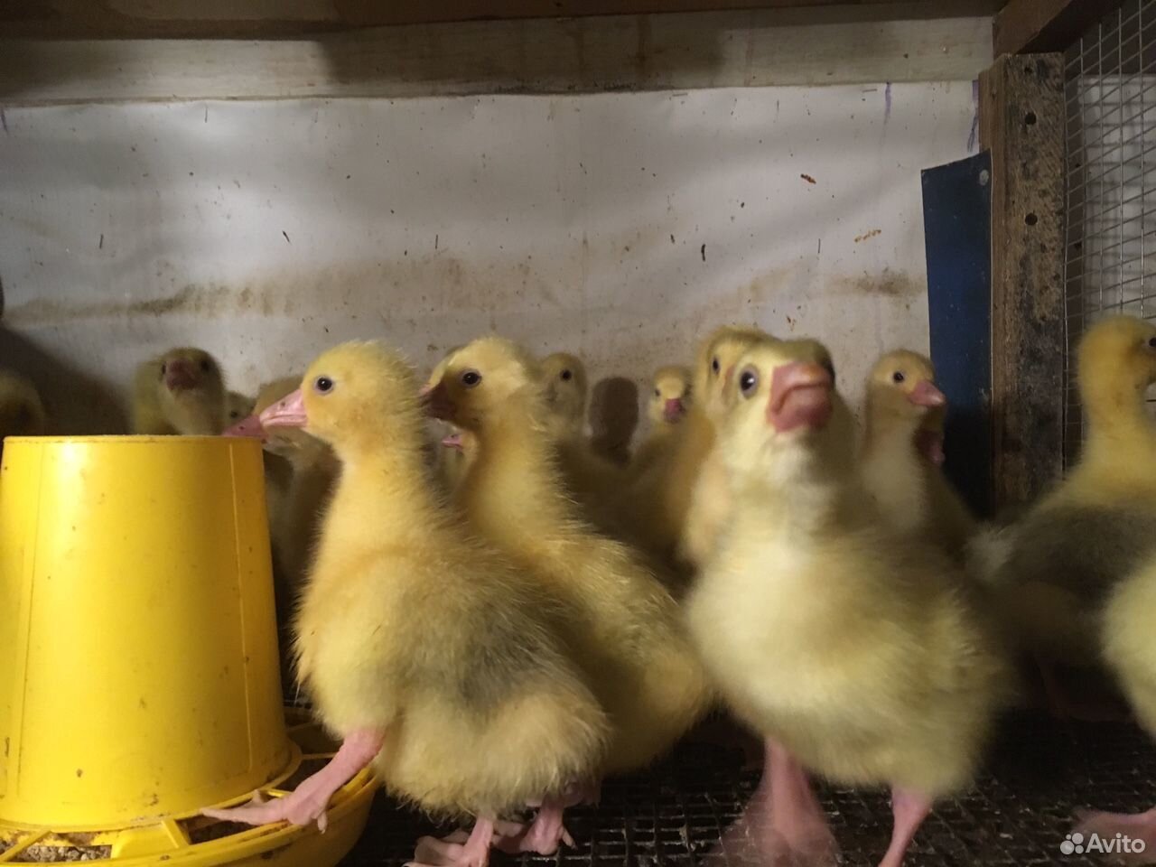 Гусята суточные, подрощенные