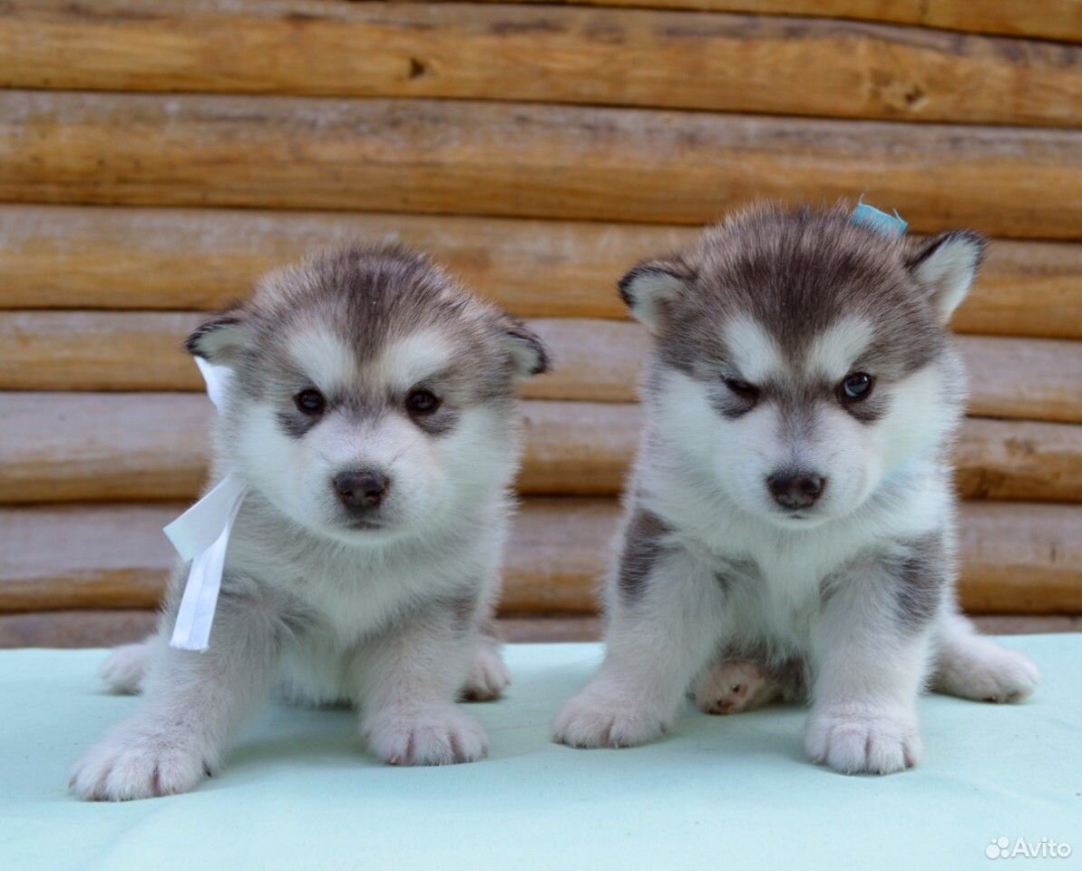 Щеночки маламутики