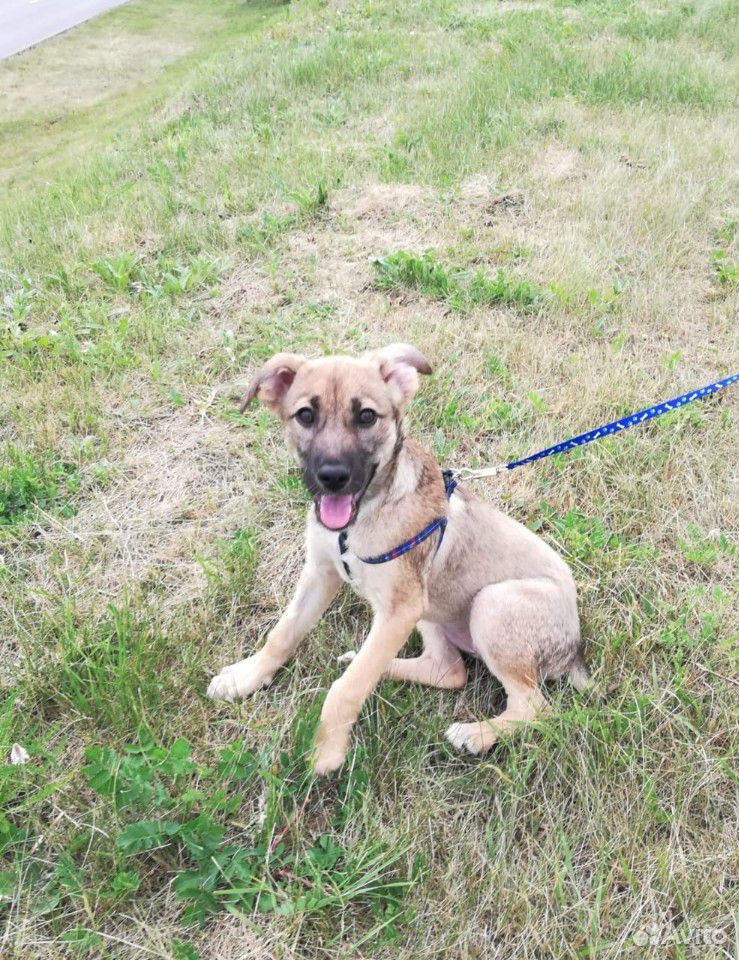 Щенок Бусинка