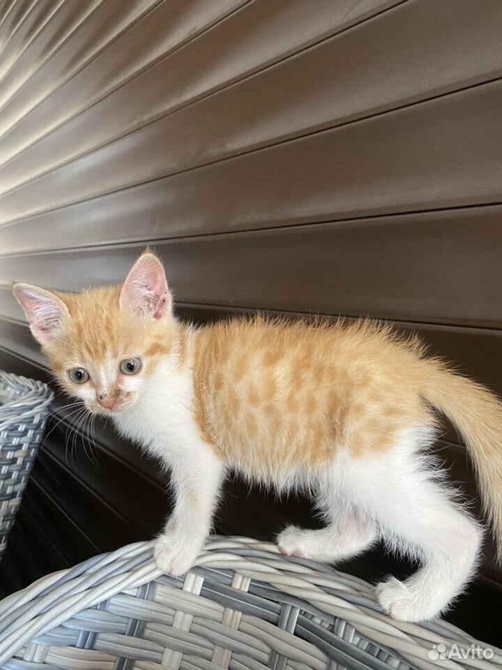 Отдам такую красоту в добрые руки