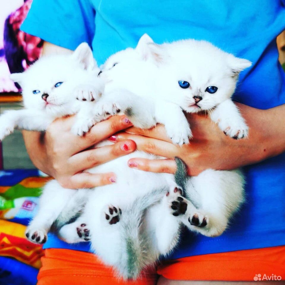 Британская короткошерстная