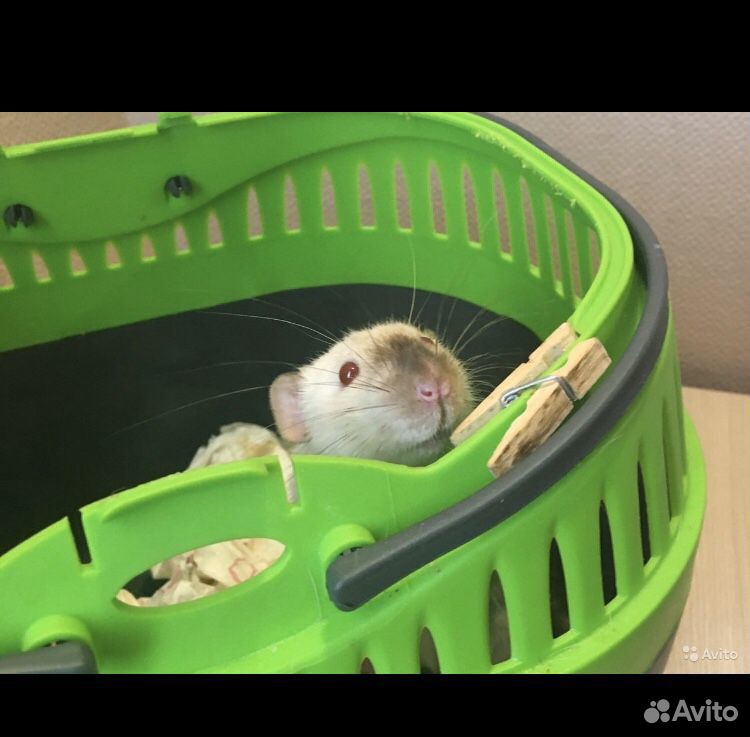 Крыска (мальчик)