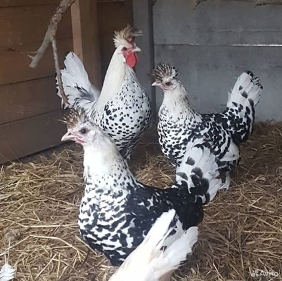 Куры аппенцеллер