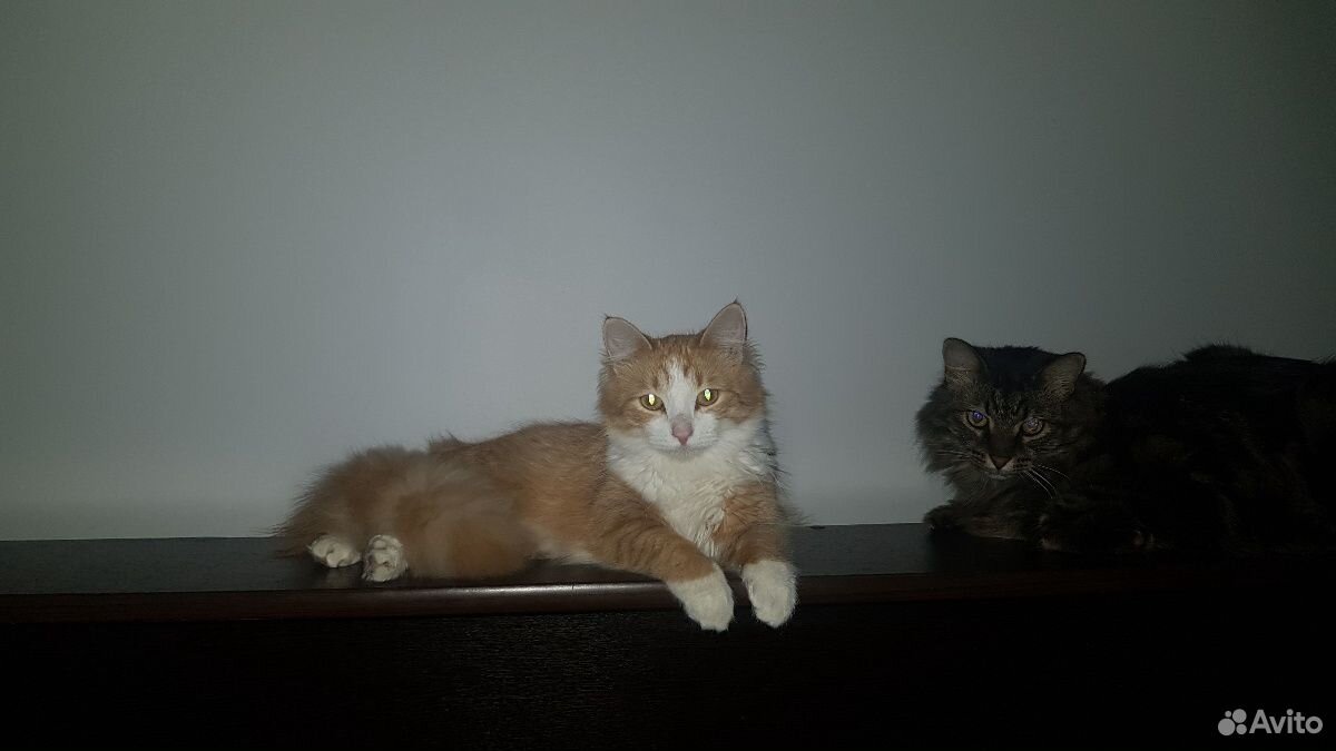 Кошка
