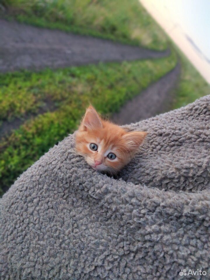 Котята