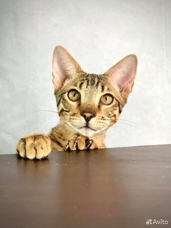 Котёнок саванна