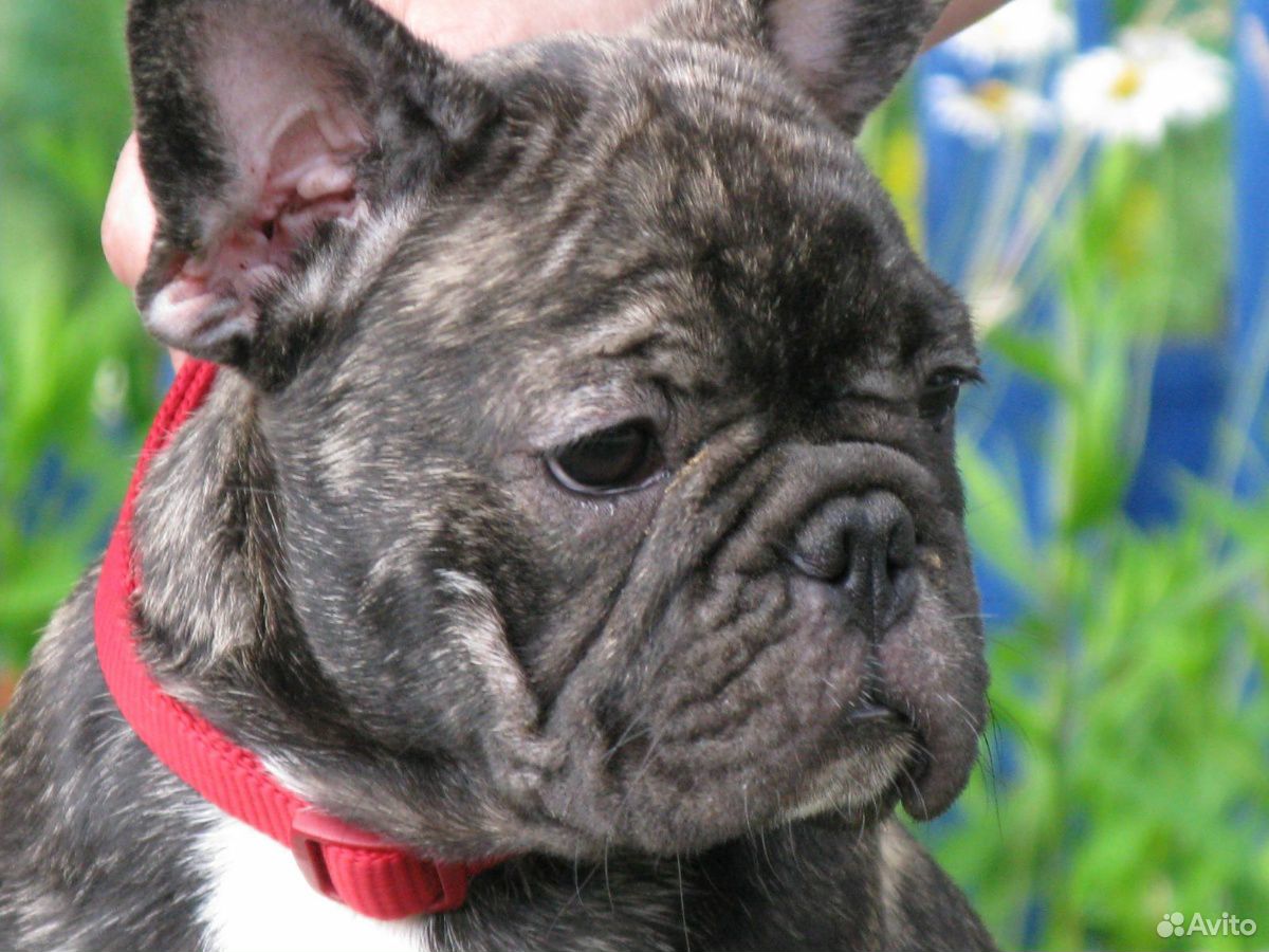 Щенок французский бульдожка