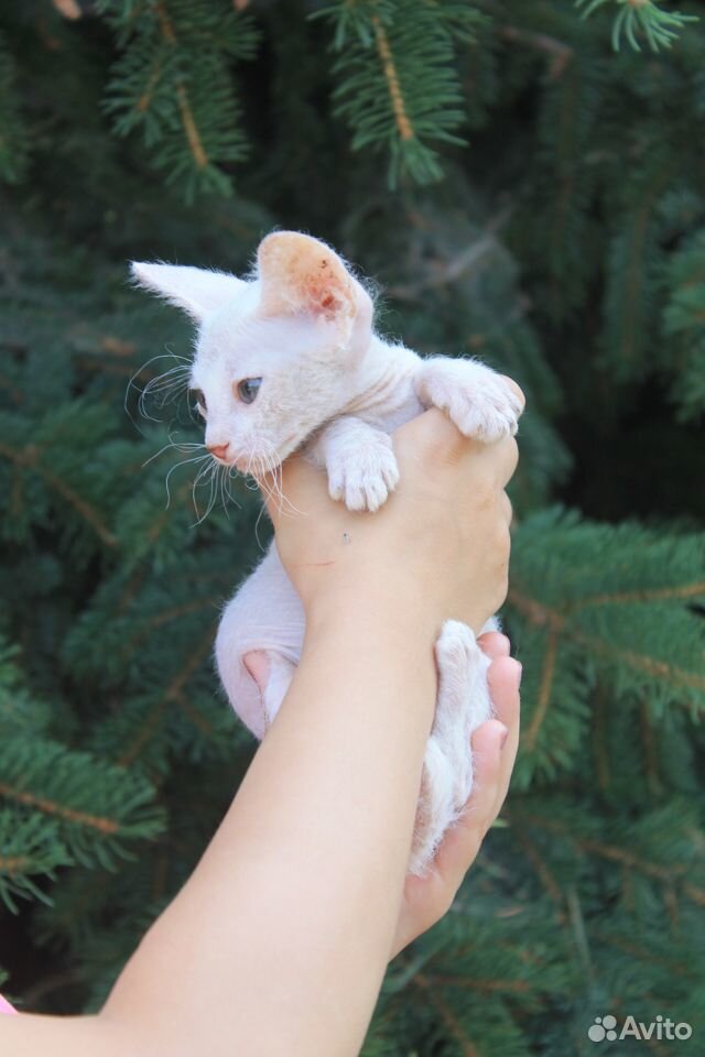 Сфинкс Браш