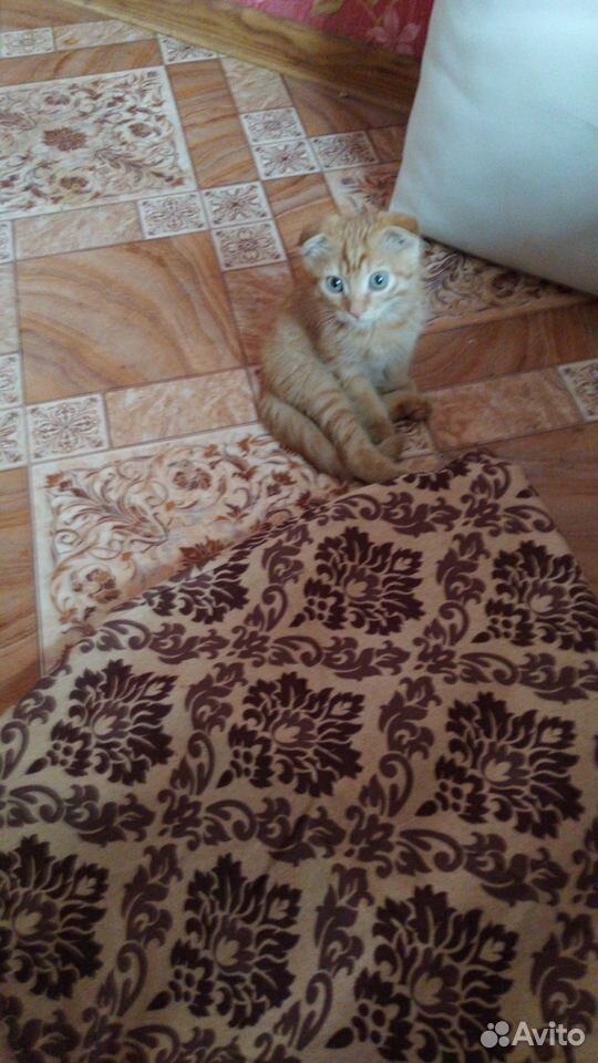 Котик вислоухий
