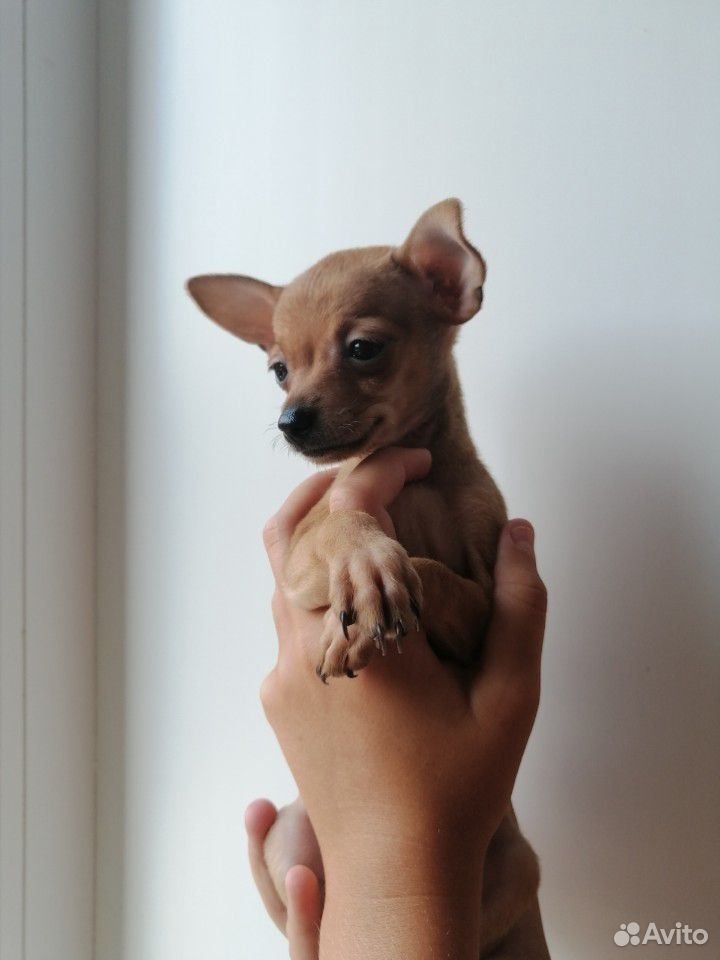 Мини девочка