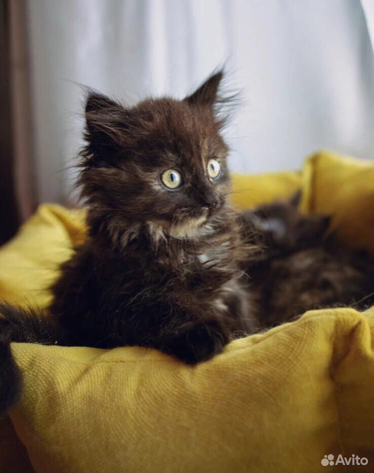 Котенок Чуча