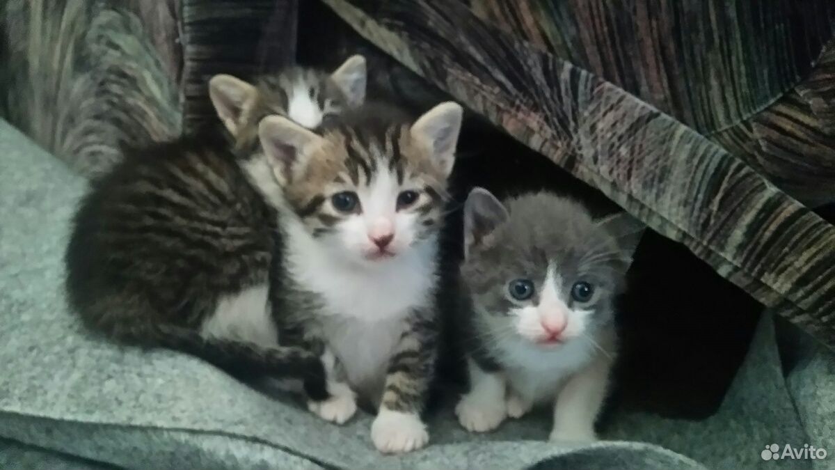 Котята