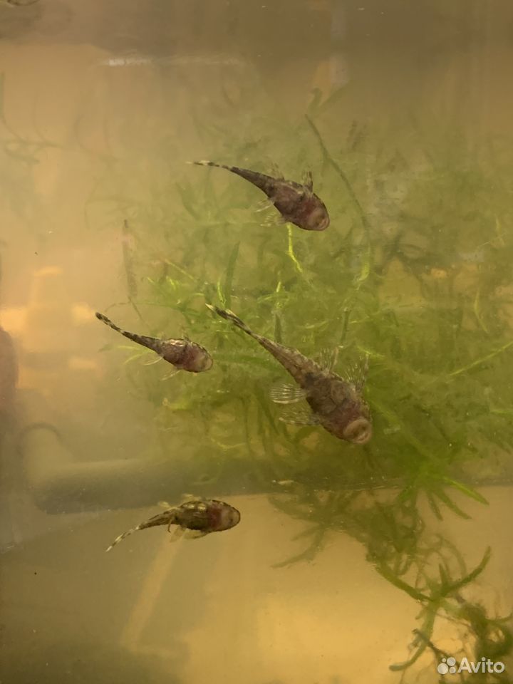 Сом из офисного аквариума за пачку корма