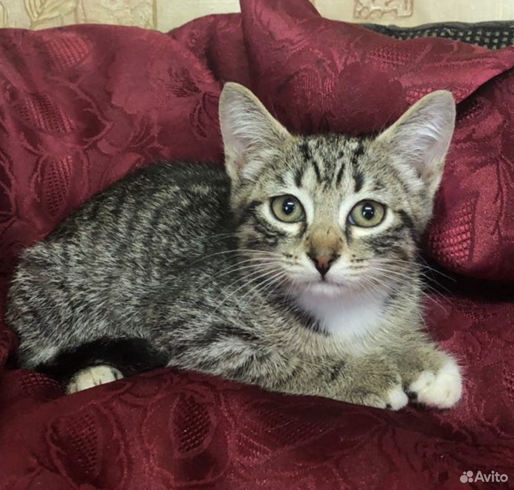 Котёнок милашка Асенька 1,5 месяца в добрые руки