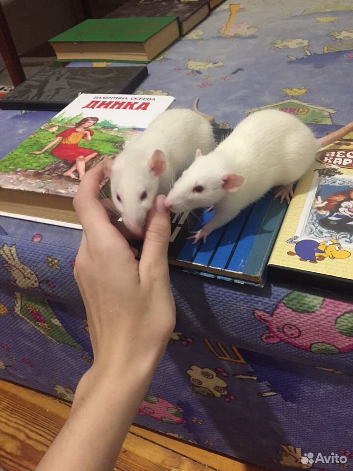 Крысы с клеткой и дополнениями