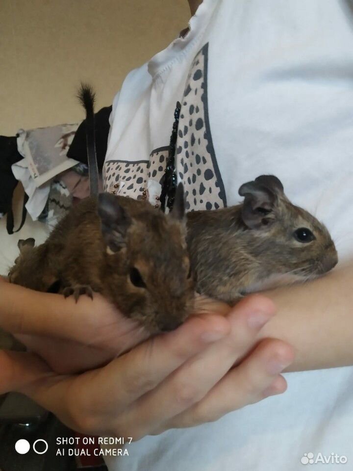 Чилийские бельчата