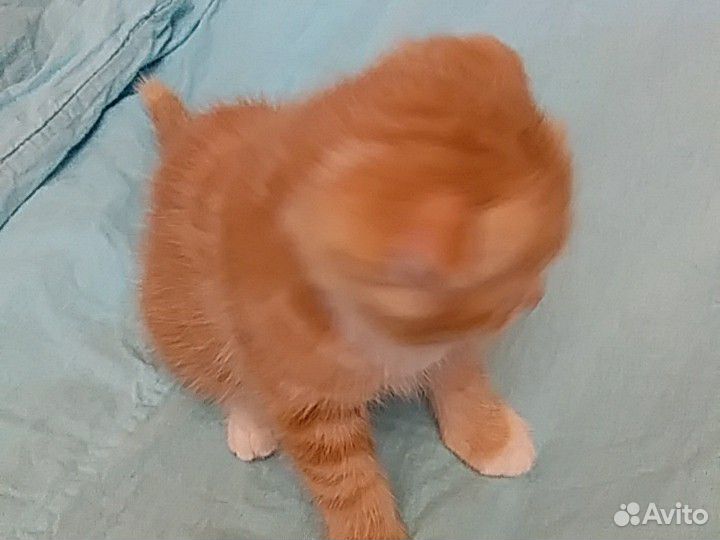 Котенок - кот родился 26 мая. вислоухий скотишфолд