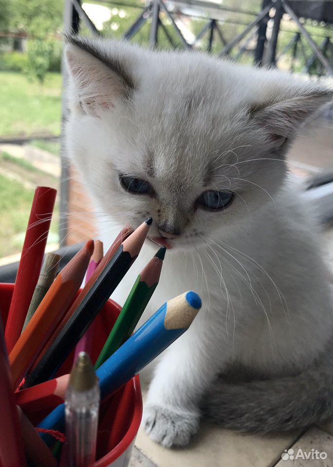 Котик британский шиншилл