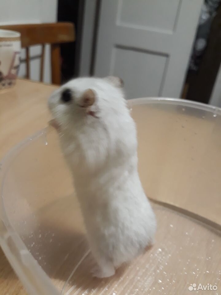 Джунгарик