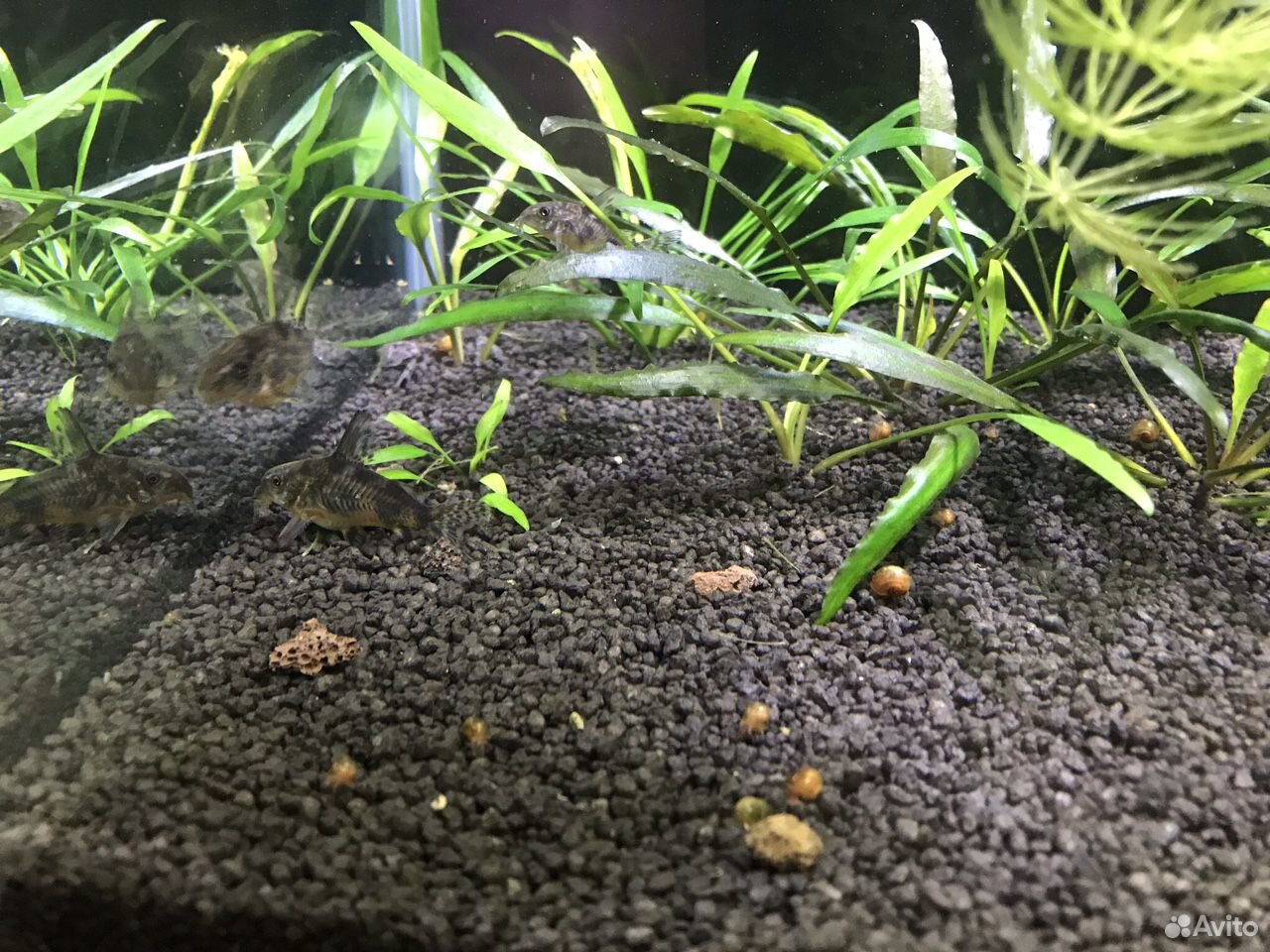 Коридорас крапчатый, подростки