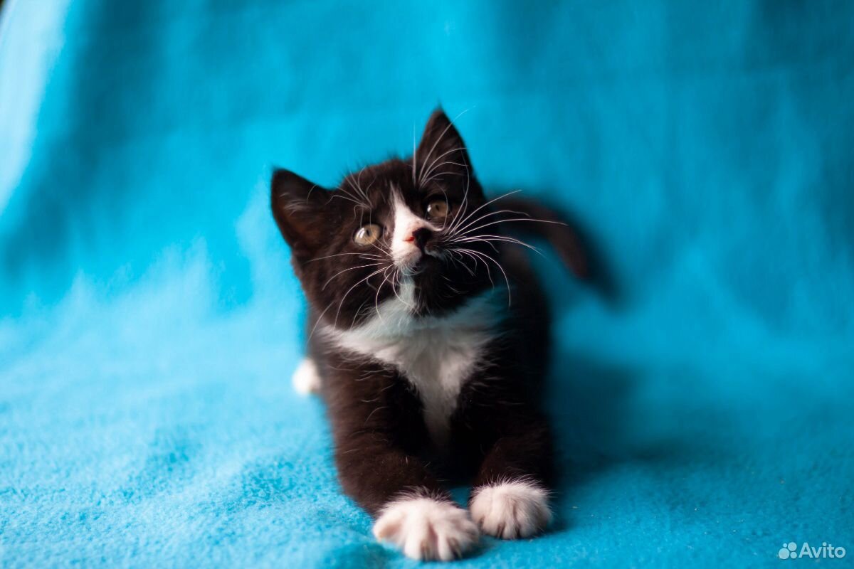 Котенок девочка в добрые руки