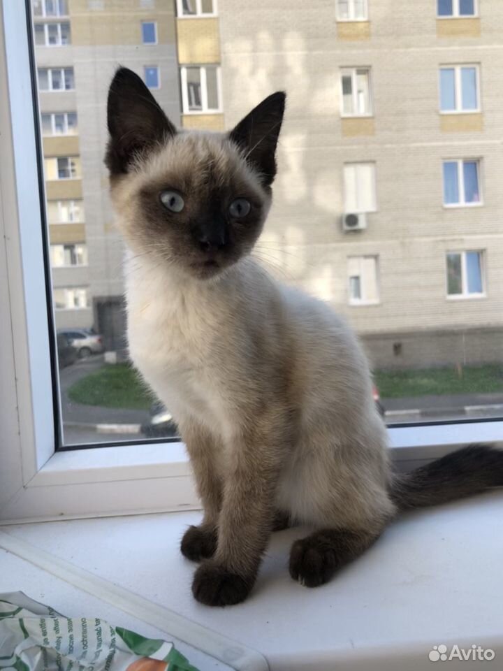 Тайская (сиамская) кошка