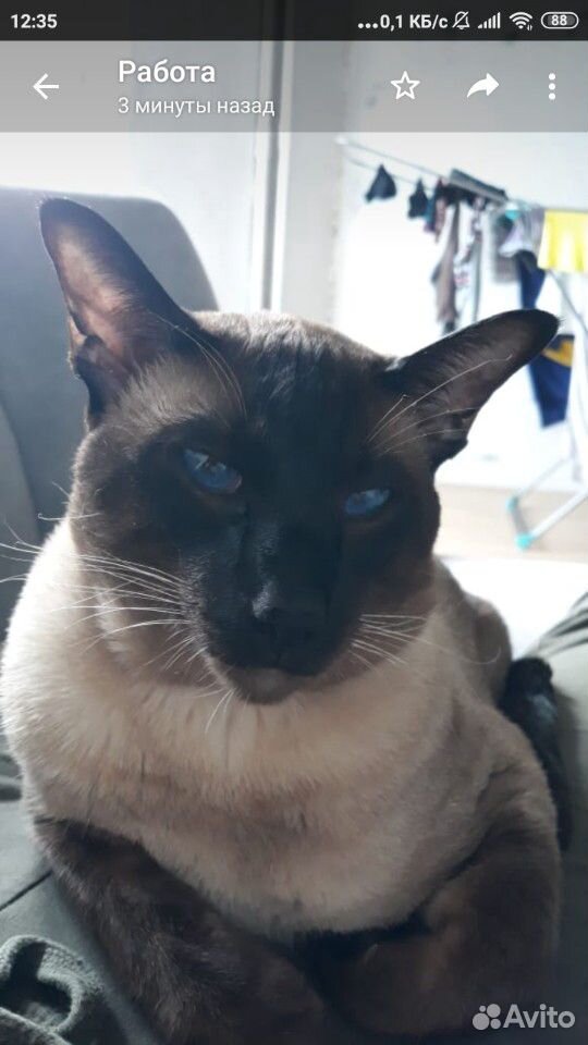 Вязка ориентал