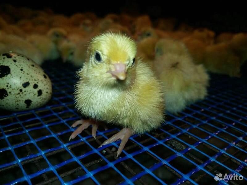 Перепел суточный