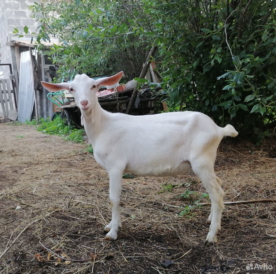Нубийские и зааненские козлики продам