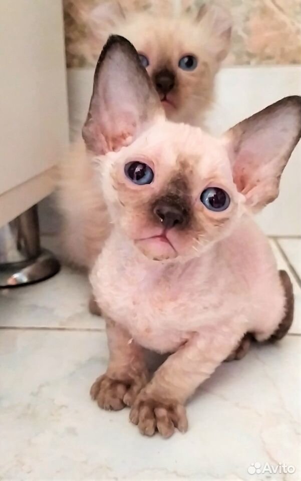 Котенок эльф прямоухий ф2 брашик