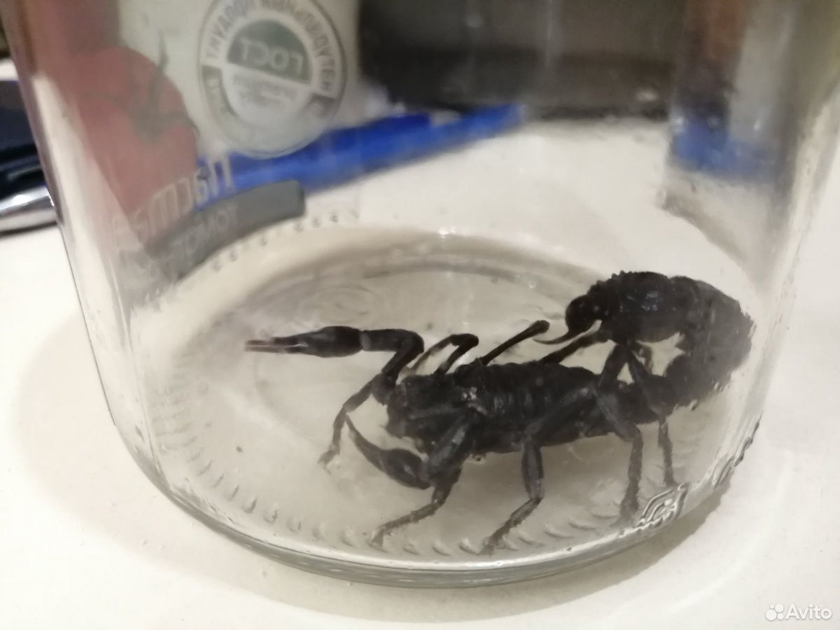 Скорпион паук