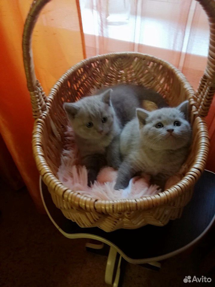 Британская