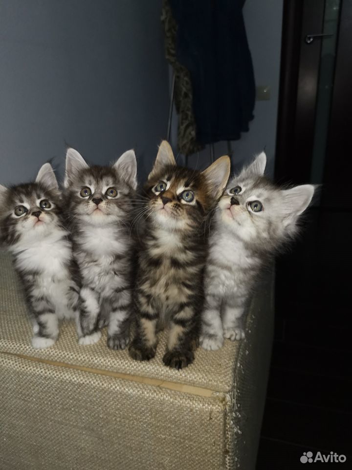 Котята мэйнкун