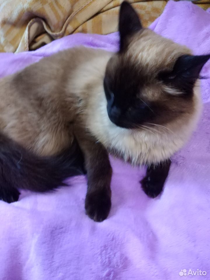 Отдам сиамскую кошку