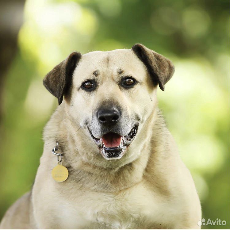 Чудесная Дора ищет дом