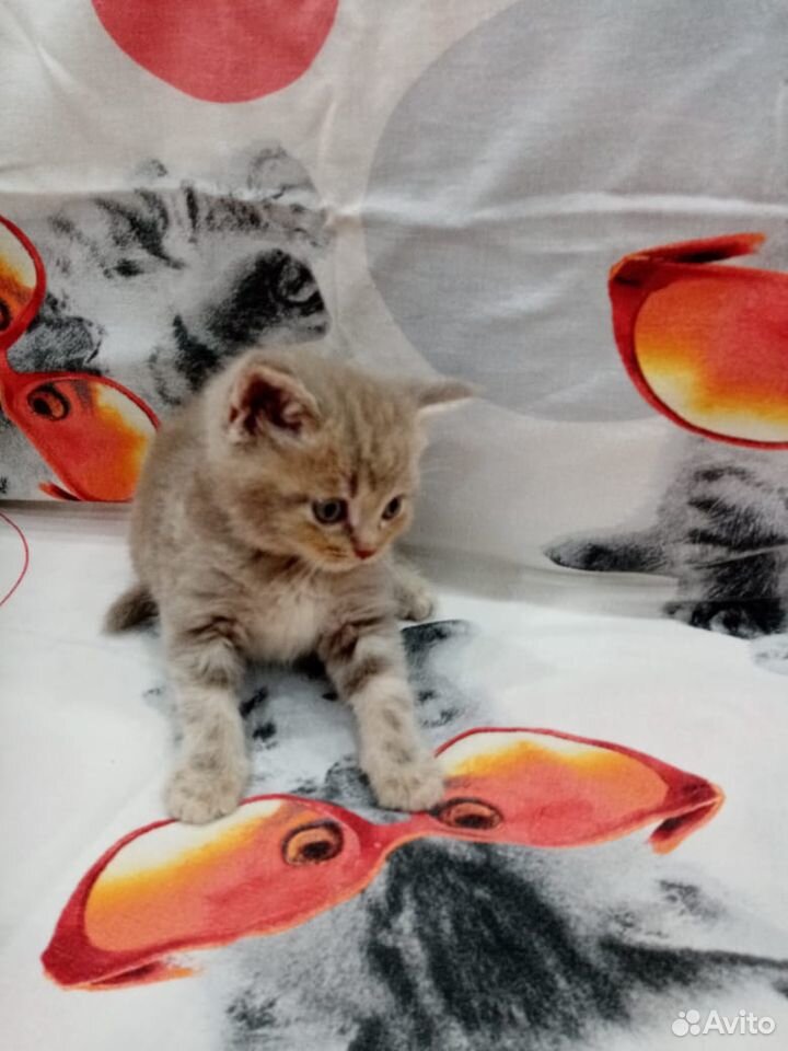 Британские котята
