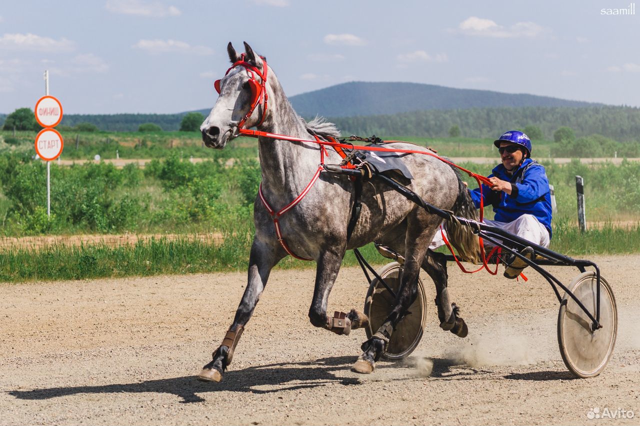Орловская рысистая кобыла