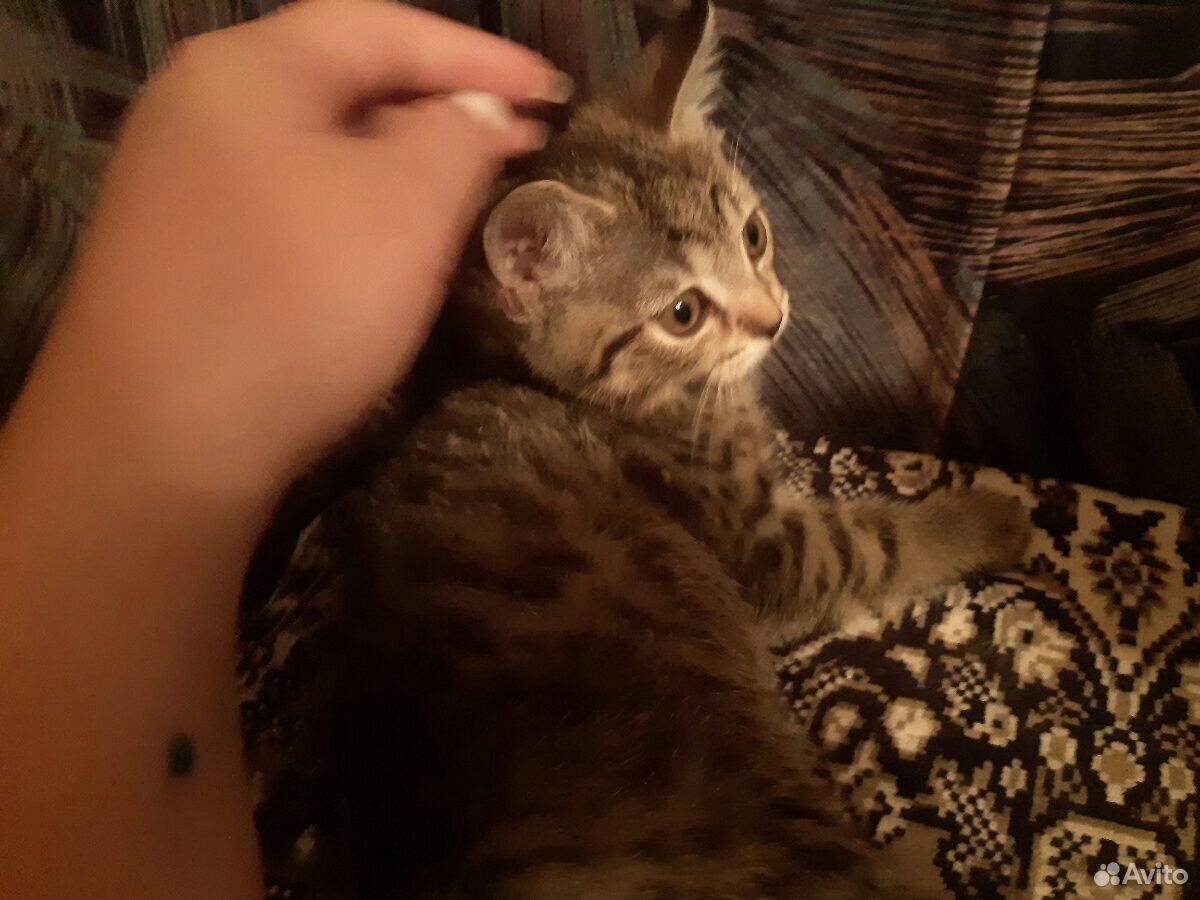 Британчик в добрые руки