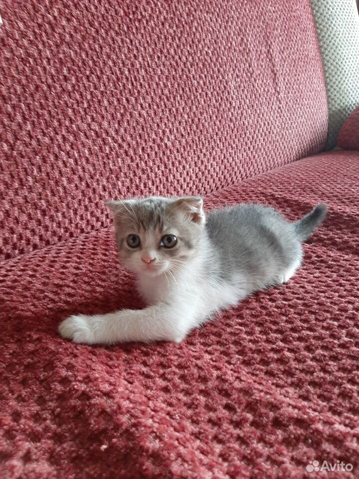 Котенок Мальчик