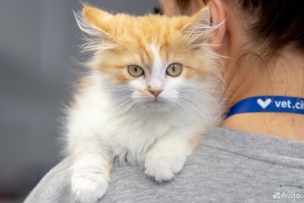 Котенок в добрые руки