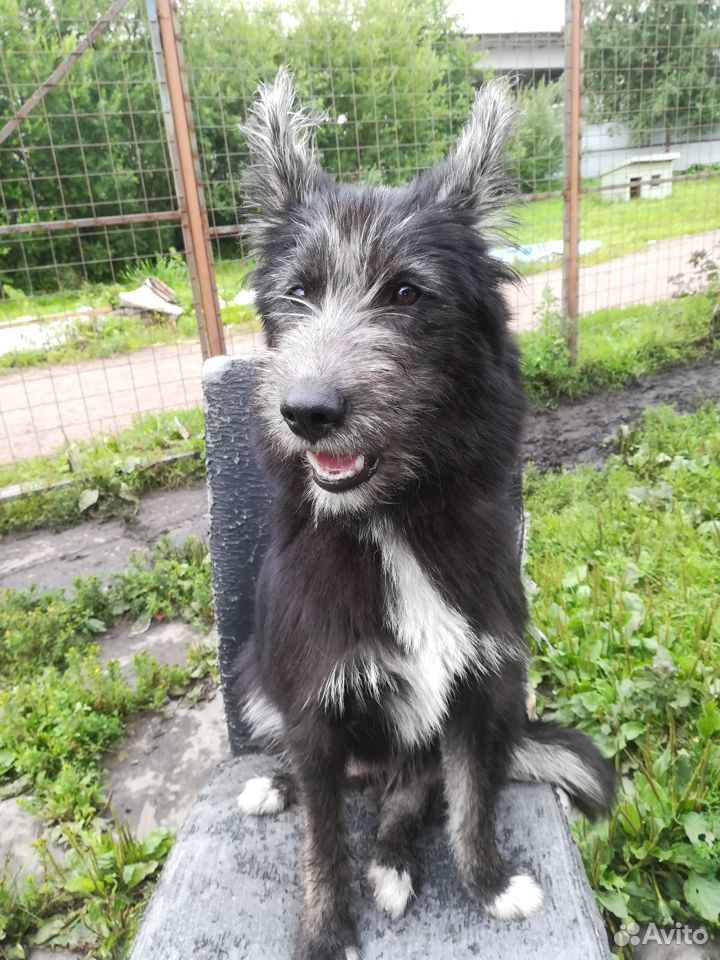 Маленькая собачка Тася ищет дом