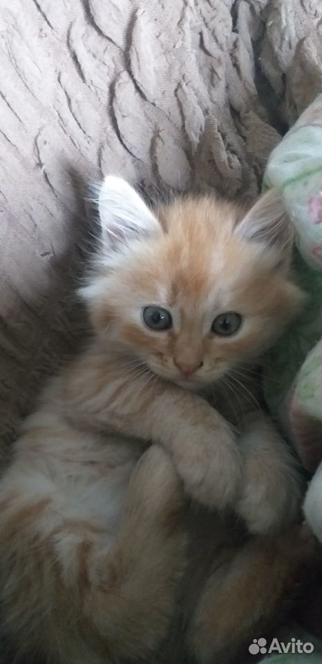 Котята метисы шотландской