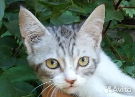 Котенок- кот