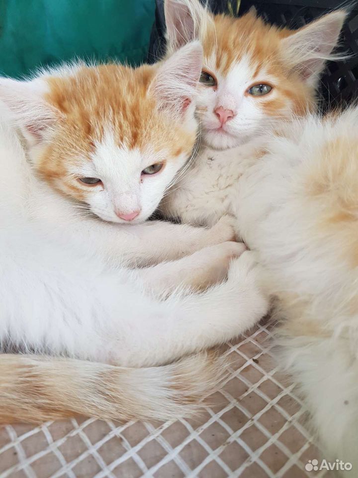 Котята