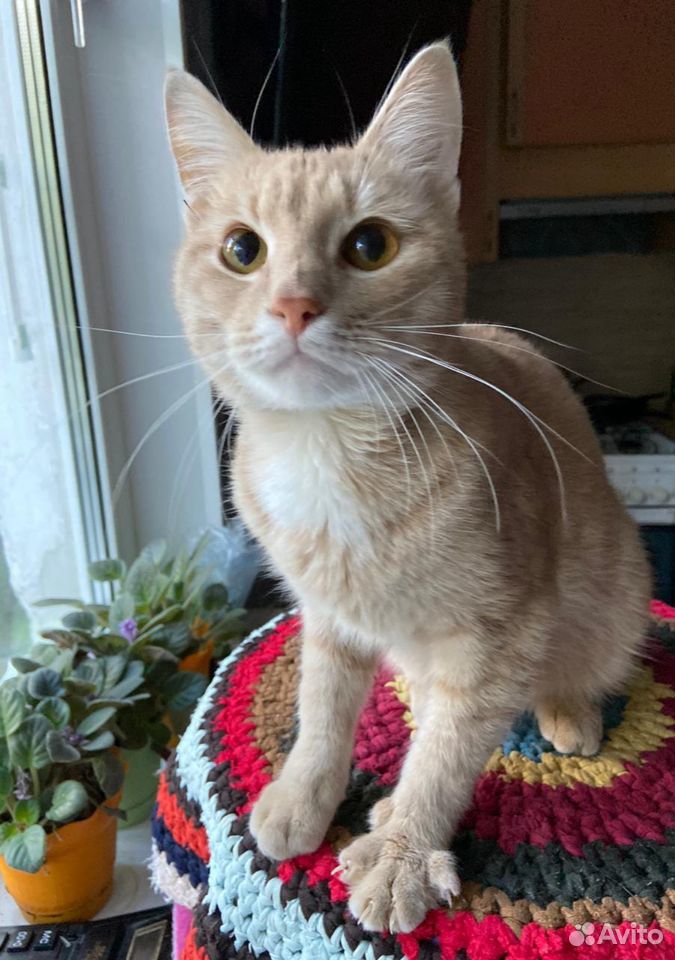 Рыжика предали