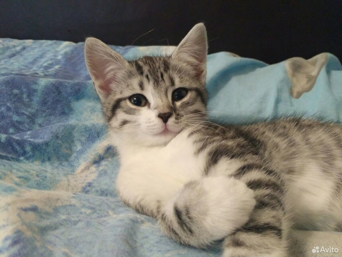 Котёнок от британской кошки