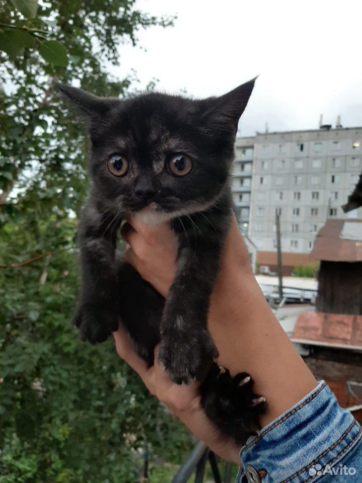 Котенок девочка 3-4 месяца