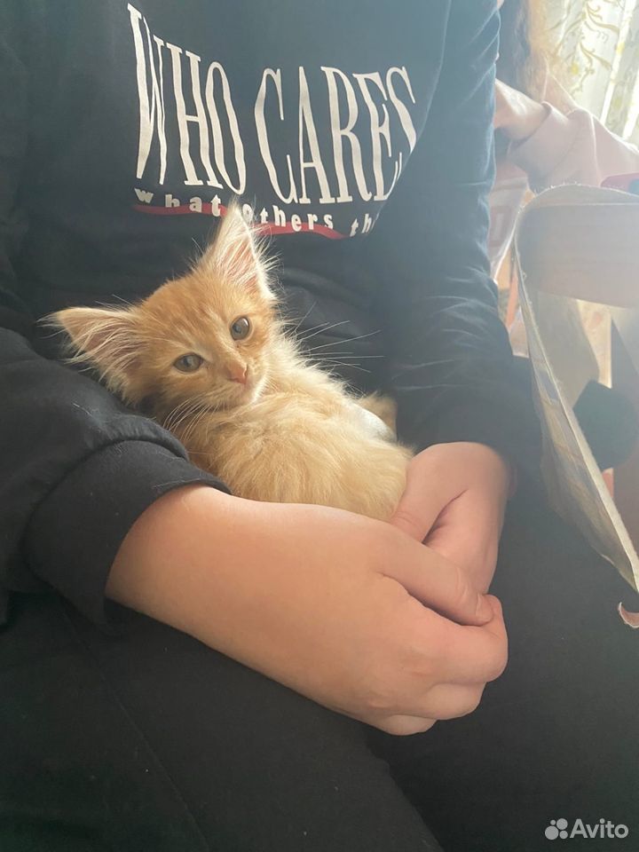Котёнок в добрые руки. Рыжий котёнок